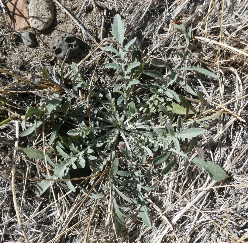 Yellowstone Invasive Species Risk Map - AI Detection Results